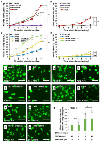 IJMS | Free Full-Text | SP600125 Enhances Temperature-Controlled ...