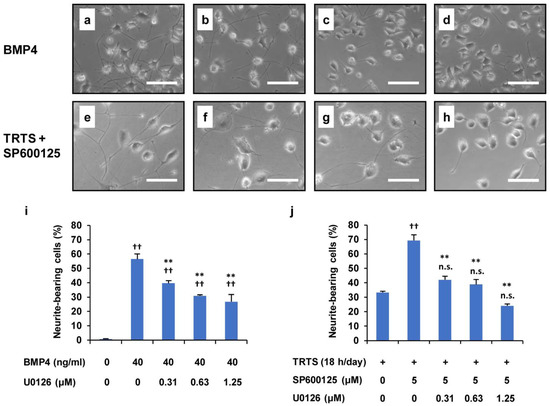 IJMS | Free Full-Text | SP600125 Enhances Temperature-Controlled ...