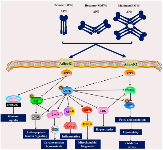 Role of Adiponectin in Cardiovascular Diseases Related to Glucose and ...
