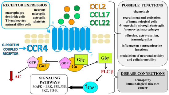CC Chemokine Receptor 4 (CCR4) as a Possible New Target for Therapy