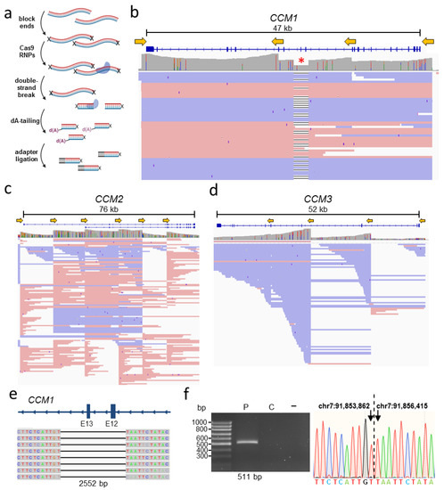 Cas9-Mediated Nanopore Sequencing Enables Precise Characterization of Structural Variants in CCM ...