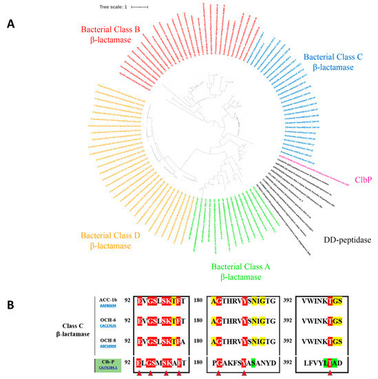 clbP Gene, a Potential New Member of the β-Lactamase Family