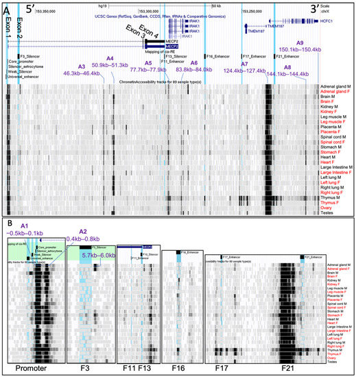 The Chromatin Structure at the MECP2 Gene and In Silico Prediction of Potential Coding and Non ...
