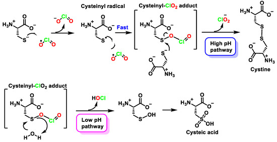 Chlorine Dioxide: Friend or Foe for Cell Biomolecules? A Chemical Approach