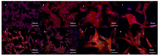 Novel Antitumor Agents Based on Fluorescent Benzofurazan Derivatives ...