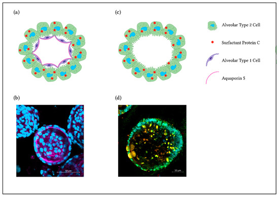 Lung Organoids for Hazard Assessment of Nanomaterials