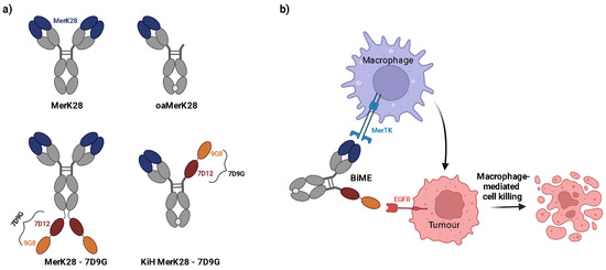 Targeted Phagocytosis Induction for Cancer Immunotherapy via Bispecific ...