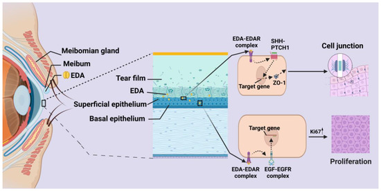 The Role of Ectodysplasin A on the Ocular Surface Homeostasis
