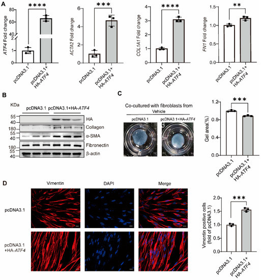 TRIB3 Mediates Fibroblast Activation and Fibrosis though Interaction ...