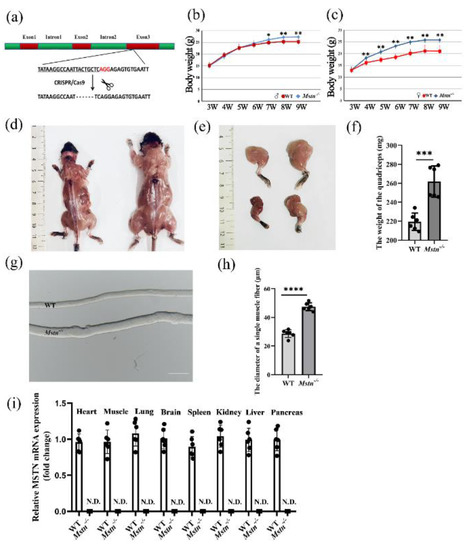 Loss of Myostatin Alters Mitochondrial Oxidative Phosphorylation, TCA ...