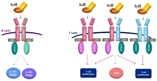 Current Insight into the Role of IL-35 and Its Potential Involvement in ...