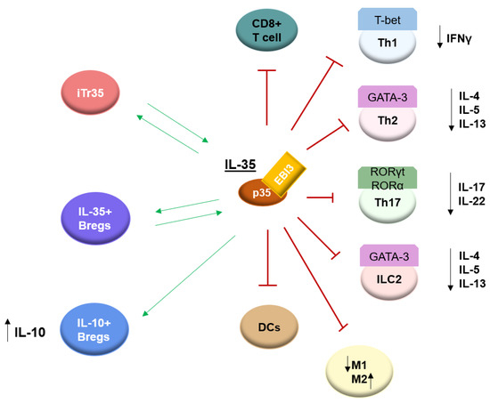 Current Insight into the Role of IL-35 and Its Potential Involvement in ...