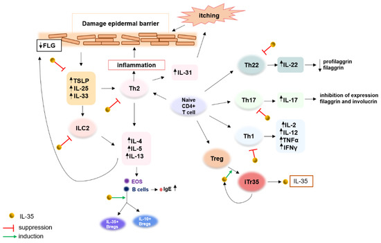 Current Insight into the Role of IL-35 and Its Potential Involvement in ...
