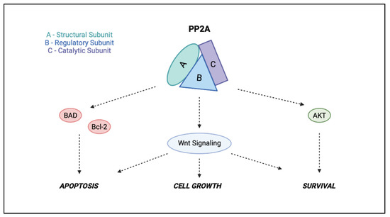 The Pivotal Role of Protein Phosphatase 2A (PP2A) in Brain Tumors