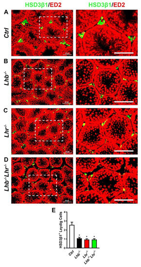 IJMS | Free Full-Text | Lhb−/−Lhr−/− Double Mutant Mice Phenocopy Lhb− ...