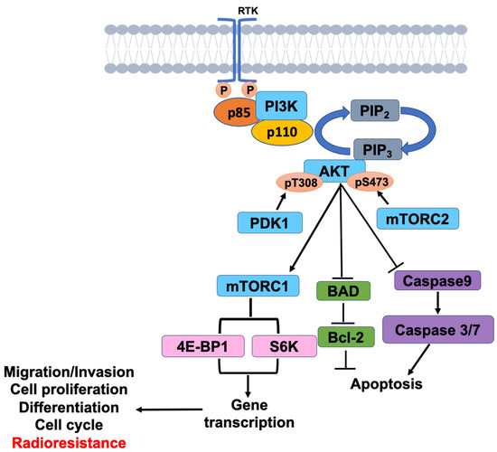 Targeting PI3K/AKT/mTOR Signaling Pathway as a Radiosensitization in Head and Neck Squamous Cell ...