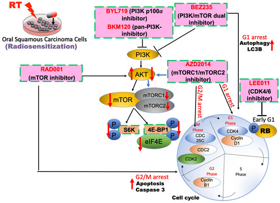 Targeting PI3K/AKT/mTOR Signaling Pathway as a Radiosensitization in Head and Neck Squamous Cell ...
