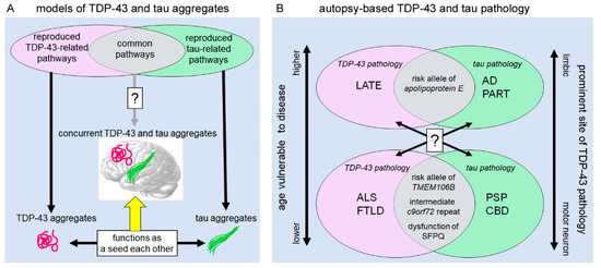TDP-43 Proteinopathy and Tauopathy: Do They Have Pathomechanistic Links?