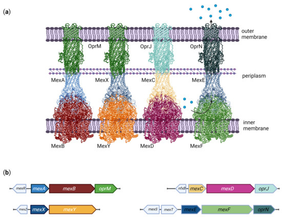Role of Efflux Pumps on Antimicrobial Resistance in Pseudomonas aeruginosa