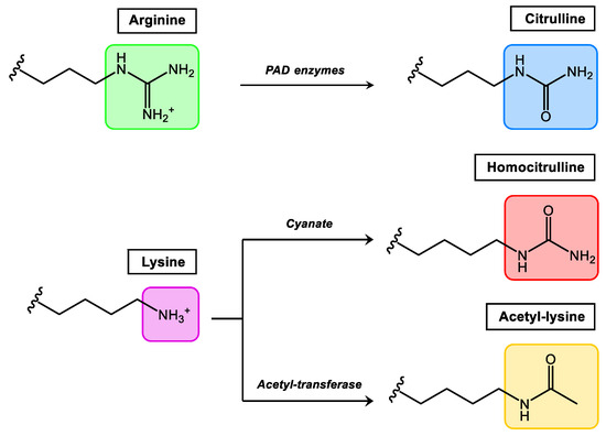 Implications of Post-Translational Modifications in Autoimmunity with ...
