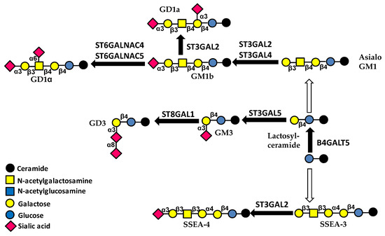 The Mutual Relationship between Glycosylation and Non-Coding RNAs in ...