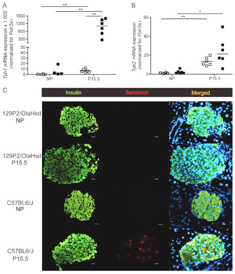 Normal Pregnancy-Induced Islet Beta Cell Proliferation in Mouse Models ...