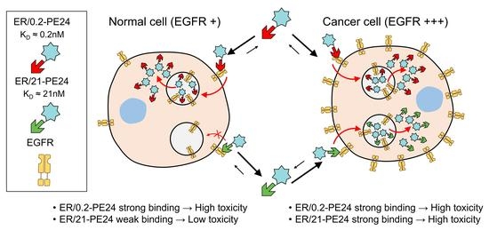 IJMS | Free Full-Text | Expanding the Therapeutic Window of EGFR ...