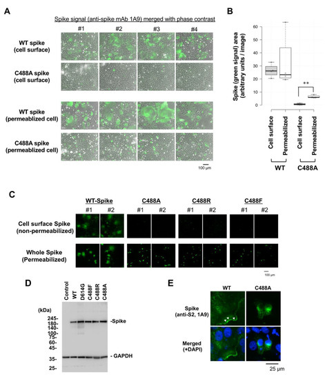 SARS-CoV-2 Spike Protein Mutation at Cysteine-488 Impairs Its Golgi ...