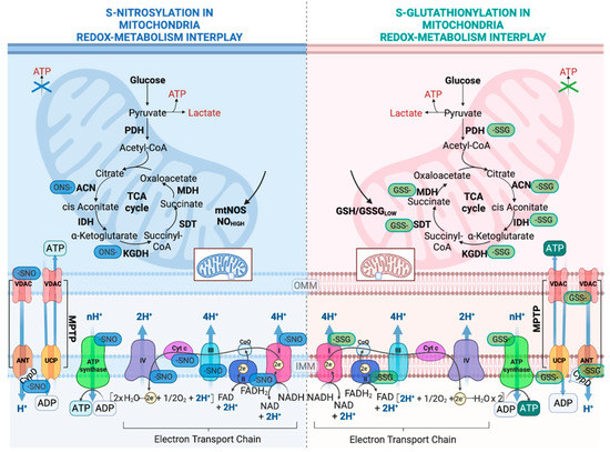 S-Glutathionylation and S-Nitrosylation in Mitochondria: Focus on ...