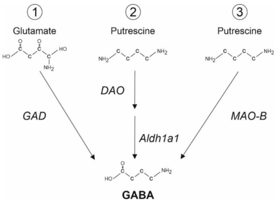 GABA Release from Astrocytes in Health and Disease