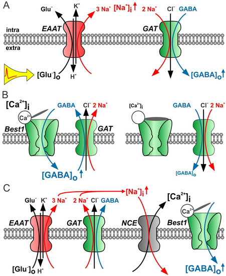 GABA Release from Astrocytes in Health and Disease