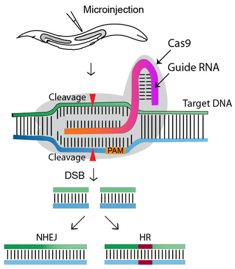 A Decade of CRISPR-Cas Gnome Editing in C. elegans