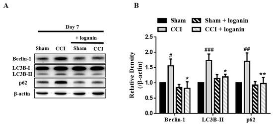 The Iridoid Glycoside Loganin Modulates Autophagic Flux Following ...