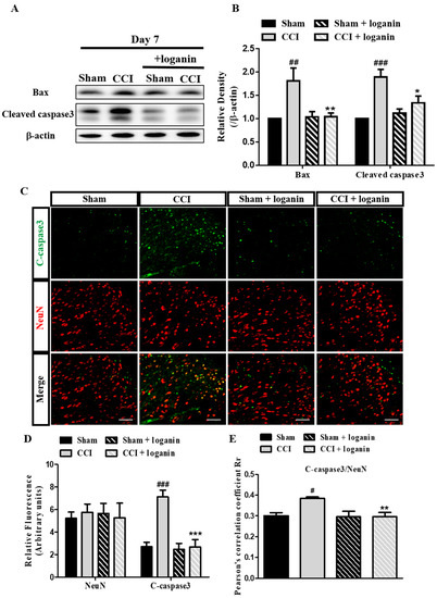 The Iridoid Glycoside Loganin Modulates Autophagic Flux Following ...