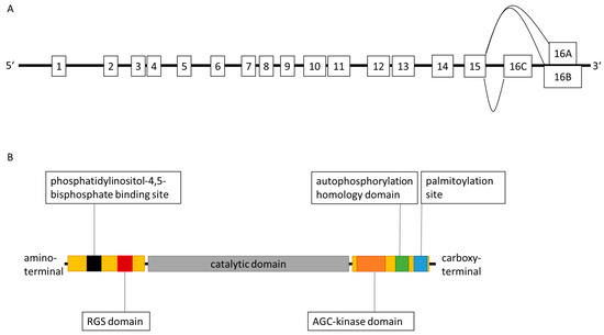 The Role of G Protein-Coupled Receptor Kinase 6 Regulation in ...
