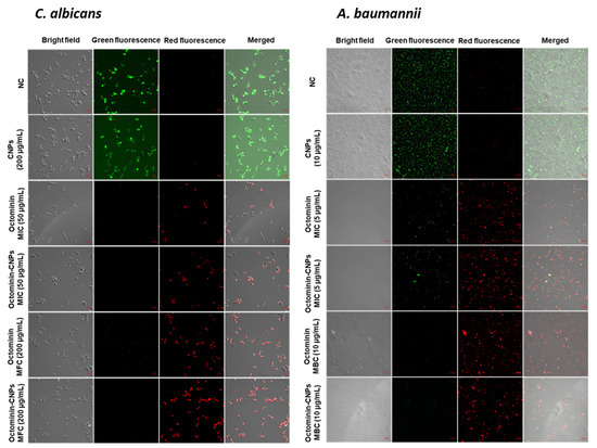 IJMS | Free Full-Text | Antimicrobial Peptide Octominin-Encapsulated Chitosan Nanoparticles ...
