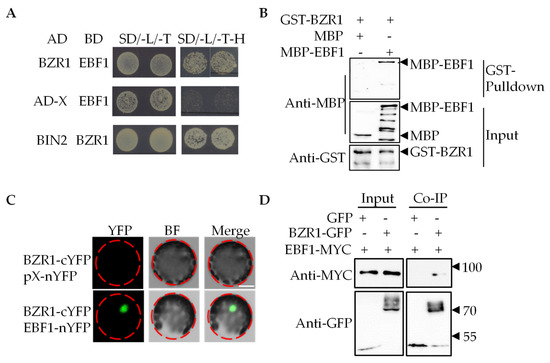 EBF1 Negatively Regulates Brassinosteroid-Induced Apical Hook ...