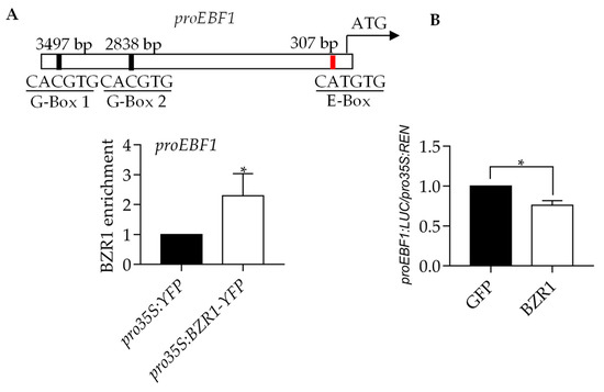 EBF1 Negatively Regulates Brassinosteroid-Induced Apical Hook ...