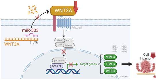 Tumor Suppressor miRNA-503 Inhibits Cell Invasion in Head and Neck ...