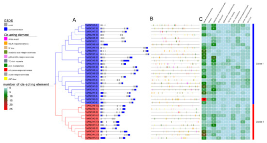 IJMS | Free Full-Text | Genome-Wide Identification of Wheat KNOX Gene ...