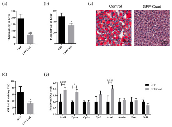 CSAD Ameliorates Lipid Accumulation in High-Fat Diet-Fed Mice