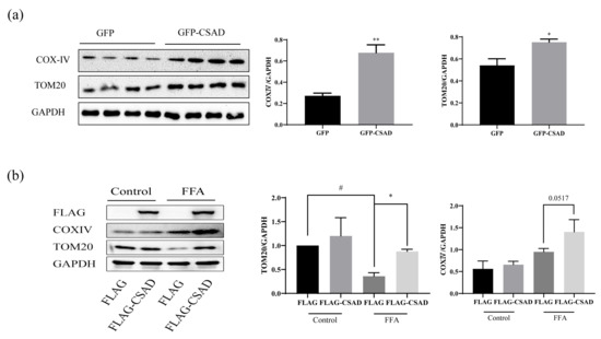 CSAD Ameliorates Lipid Accumulation in High-Fat Diet-Fed Mice