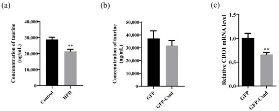 CSAD Ameliorates Lipid Accumulation in High-Fat Diet-Fed Mice