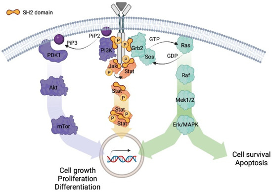SH2 Domains: Folding, Binding and Therapeutical Approaches