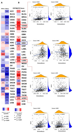 A Pan-Cancer Landscape of ABCG2 across Human Cancers: Friend or Foe?