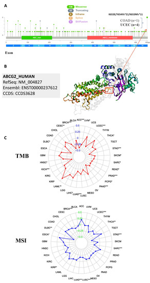 A Pan-Cancer Landscape of ABCG2 across Human Cancers: Friend or Foe?