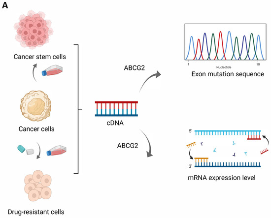 A Pan-Cancer Landscape of ABCG2 across Human Cancers: Friend or Foe?