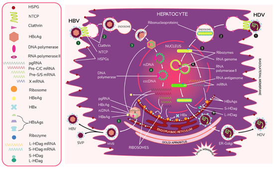 Hepatitis B and Hepatitis D Viruses: A Comprehensive Update with an Immunological Focus