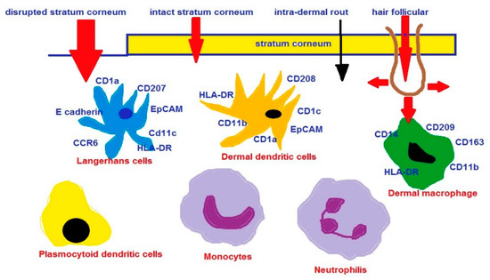 Nanoparticles for Topical Application in the Treatment of Skin ...