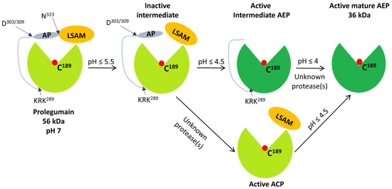 The Mammalian Cysteine Protease Legumain in Health and Disease